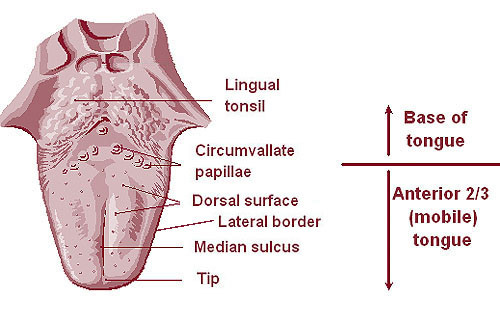 What is the Pharynx and Tonsils? Function, Location, Pictures | Healthhype.com
