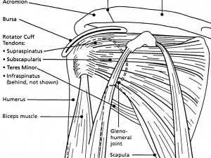 Supraspinatus Tendon - Tendinitis, Tendinosis and Tear - Healthhype