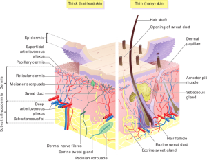 Human Skin Anatomy - Structure of Epidermis and Dermis Layers - Healthhype