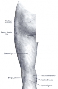 Torn Muscle - Symptoms and Treatment - Healthhype