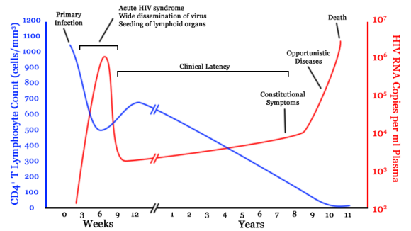 CD4 Count Dropping, Viral Load Stable in HIV Infection (Graph) - Healthhype