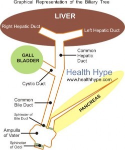 Bile Duct Anatomy, Parts and Pictures of Liver, Gallbladder Drainage ...