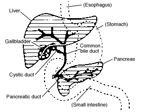 Biliary Strictures (Bile Duct Narrowing) - Healthhype