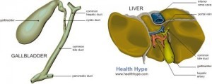 Bile Production, Function, Salts, Storage, Secretion - Healthhype