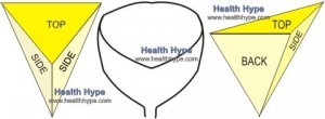 Bladder (Urinary), Anatomy, Location, Parts and Pictures - Healthhype