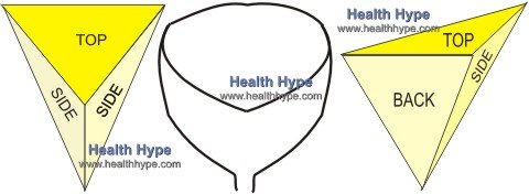 Bladder (Urinary), Anatomy, Location, Parts and Pictures - Healthhype
