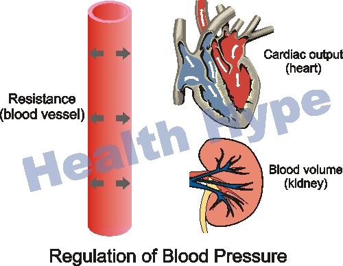 7 Signs of High Blood Pressure and Stages of Hypertension - Healthhype