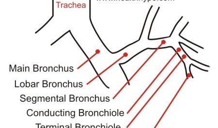 Medical Terminology | Healthhype.com