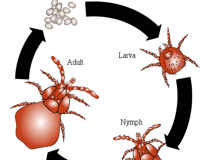 Itch Caused by Dust and Skin Mites: Scabies, Chiggers, Demodex Mites ...