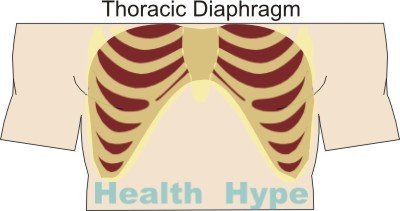 Diaphragm (Human Thorax) Location, Anatomy, Function and Position ...