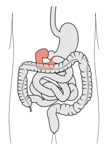 Duodenum Anatomy, Location, Parts and Pictures - Healthhype