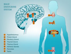 Endocrine Diseases (Glands and Hormones) Types and Symptoms - Healthhype