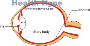 The Human Eye (Eyeball) Diagram, Parts and Pictures | Healthhype.com