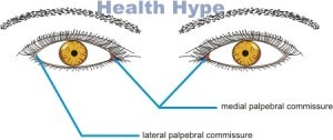 The Human Eye (Eyeball) Diagram, Parts and Pictures - Healthhype