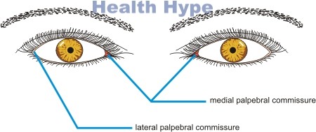 The Human Eye (Eyeball) Diagram, Parts and Pictures - Healthhype