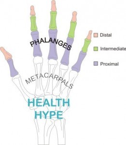 Finger Anatomy, Bones, Joints, Muscle Movements and Nerves - Healthhype