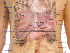 Gallbladder Location, Anatomy, Parts, Function, Pictures | Healthhype.com