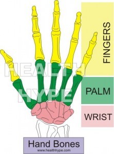 Finger Anatomy, Bones, Joints, Muscle Movements and Nerves - Healthhype