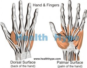 Finger Swelling - Causes and Other Symptoms of Swollen Fingers - Healthhype