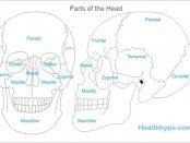 Headache Location of Pain (Top, Back, Sides, Front of Head) - Healthhype