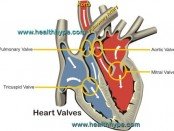 Heart Valves (Mitral, Tricuspid, Aortic, Pulmonary) Function - Healthhype