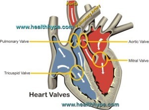 Weak Heart Types, Causes and Symptoms - Healthhype