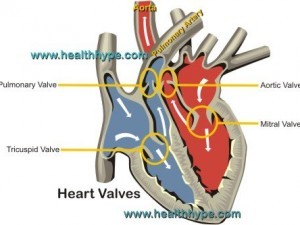 Heart Valves (Mitral, Tricuspid, Aortic, Pulmonary) Function - Healthhype
