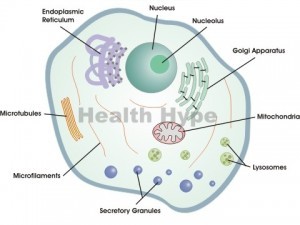Large Red Blood Cells (Megaloblastic Anemia) - Healthhype