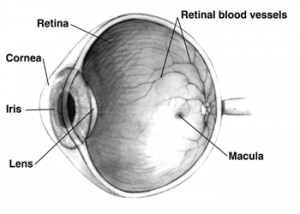The Human Eye (Eyeball) Diagram, Parts and Pictures - Healthhype