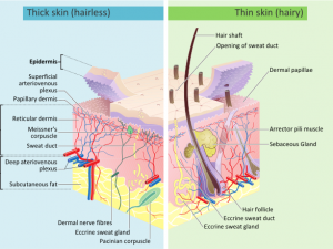 Rash on Abdomen (Stomach) Causes of Abdominal Skin Rashes - Healthhype