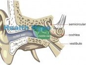 10 Signs of an Ear Infection (Outer, Middle and Inner Ear) - Healthhype