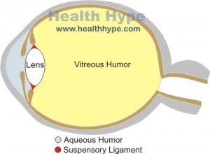 The Human Eye (Eyeball) Diagram, Parts and Pictures - Healthhype