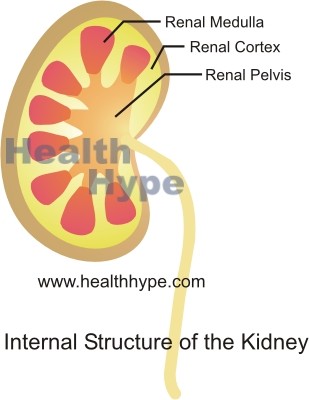 Urinary Tract Anatomy, Location, Parts and Pictures | Healthhype.com