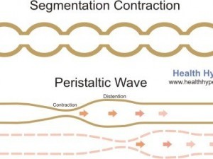 Colonic Motility - Movement through the Large Bowel - Healthhype