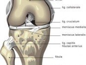 Knee Cap Pain and Types of Kneecap Injury - Healthhype