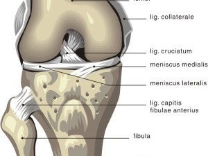 Knee Cap Pain and Types of Kneecap Injury - Healthhype