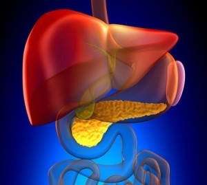 Bile Production, Function, Salts, Storage, Secretion - Healthhype