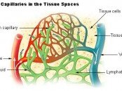 Lymphangitis (Infected Lymphatic Vessels) - Healthhype