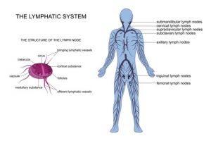 Swollen Armpit Lymph Nodes - Causes of Enlarged Axillary Glands ...