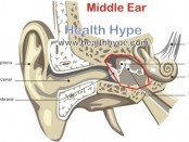 10 Signs of an Ear Infection (Outer, Middle and Inner Ear) - Healthhype