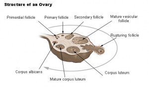 Ovarian Pain (Left, Right) Causes, Location, Symptoms - Healthhype