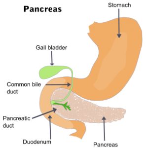 Pancreas Location, Anatomy, Parts, Pancreatic Duct and Pictures ...