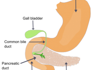 Pancreas Functions and Pancreatic Enzymes - Healthhype