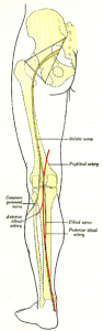 Leg Arteries (Thigh, Lower Leg, Feet) Anatomy, Names, Pictures - Healthhype