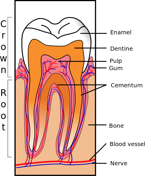 Periapical Abscess (Pus at Tooth Root) - Healthhype