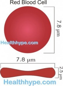 Red Blood Cells Functions, Size, Structure, Life Cycle, Pictures ...