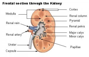 Renal Vein Thrombosis (Blood Clot in Kidney Vein) | Healthhype.com