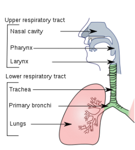 Trachea (Location, Functions) and Tracheal Deviation (Causes of Shift ...