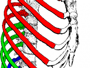 Pain Under Left Rib Cage - Healthhype