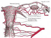 Round Ligament Pain During, After Pregnancy, When Not Pregnant - Healthhype